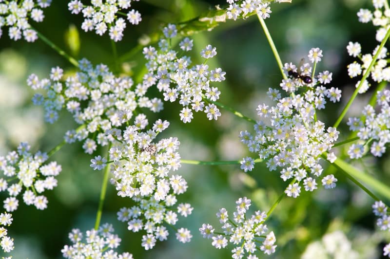 Szalej jadowity (cykuta) – co to jest i jakie są objawy zatrucia?