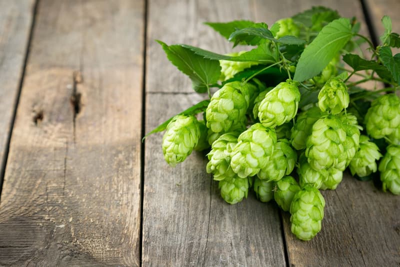 Szalej jadowity (cykuta) – co to jest i jakie są objawy zatrucia?