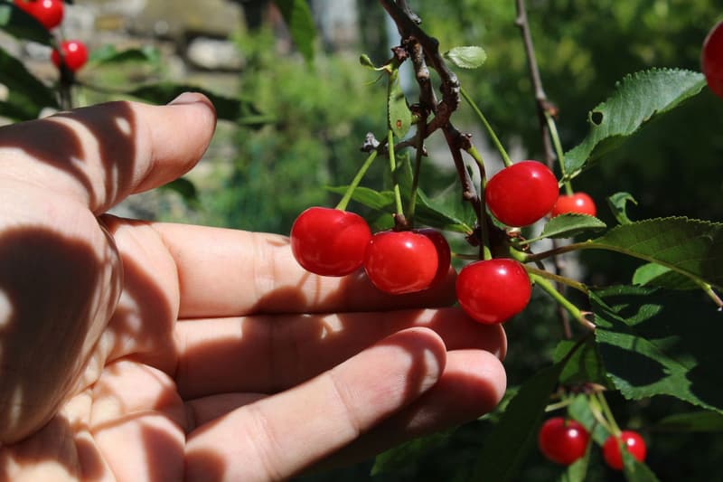 Absynt – skład, właściwości, zastosowanie, skutki uboczne, cena, ile ma ...