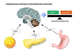 Leptyna – działanie, badanie hormonu, jak zwiększyć jego poziom?