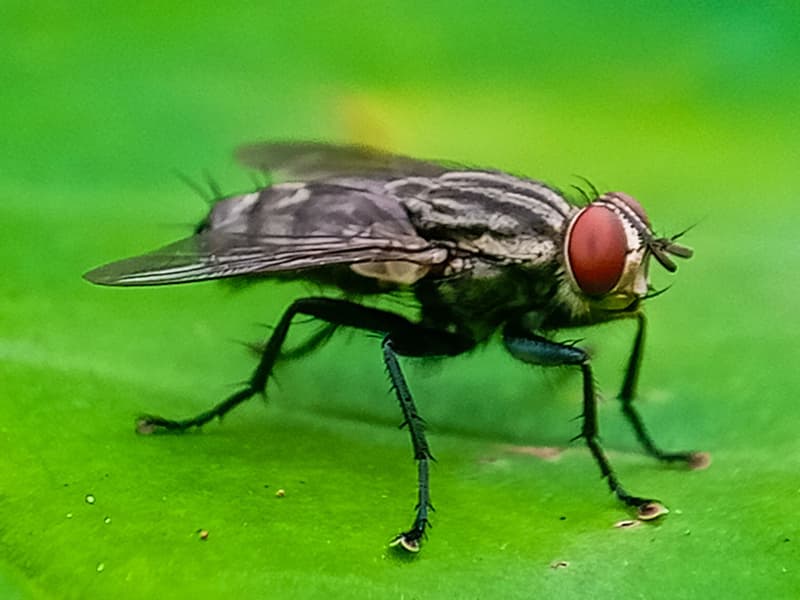 Cyjanek – co to jest? Objawy zatrucia, pierwsza pomoc, leczenie