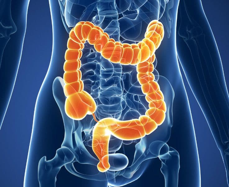 Jelito grube – jak wygląda i gdzie się znajduje? Czy może boleć? Choroby