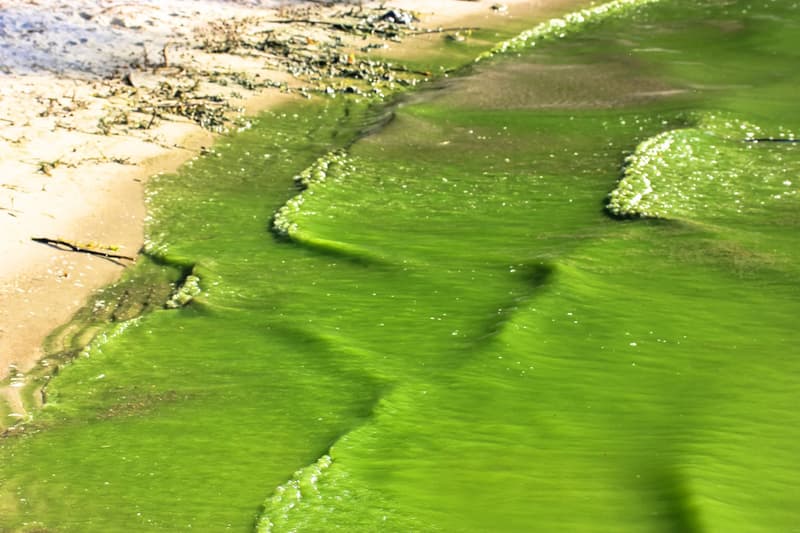 Sinice – czym są, jak wyglądają, objawy zatrucia