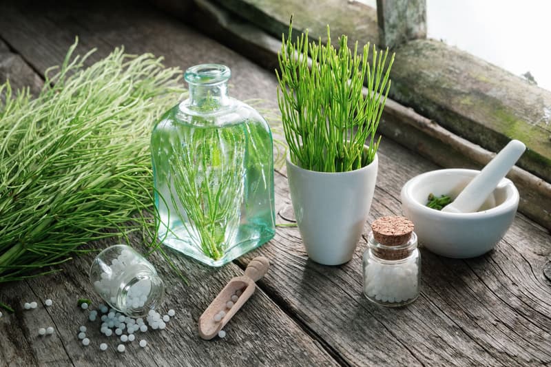 Szalej jadowity (cykuta) – co to jest i jakie są objawy zatrucia?